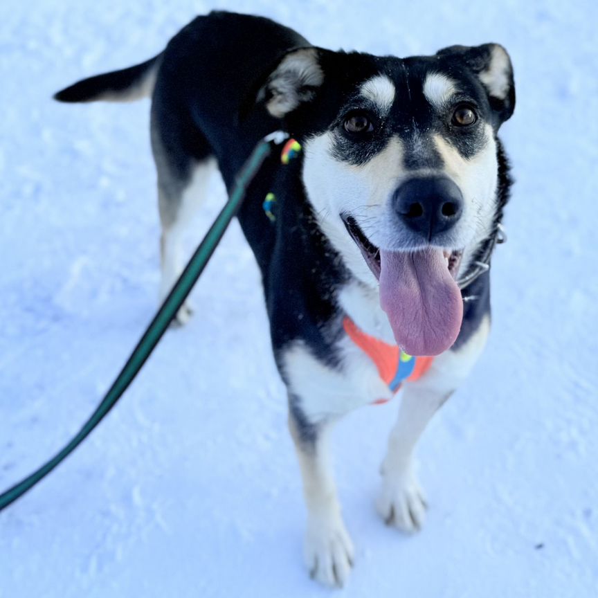 Взрослая собака в добрые руки