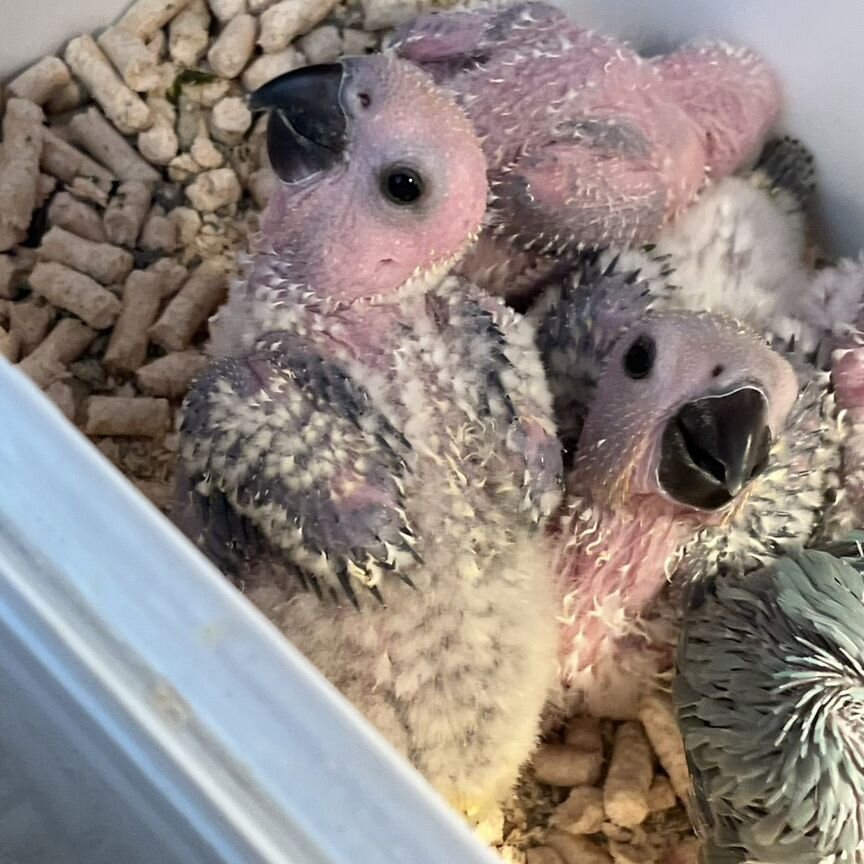 Попугай выкормыш аратинга