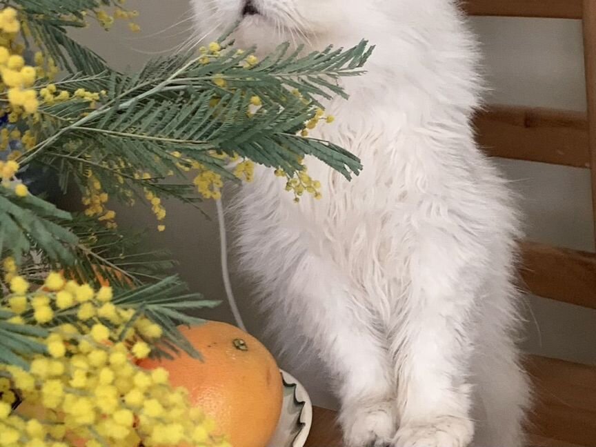 Котик серебристая шиншилла