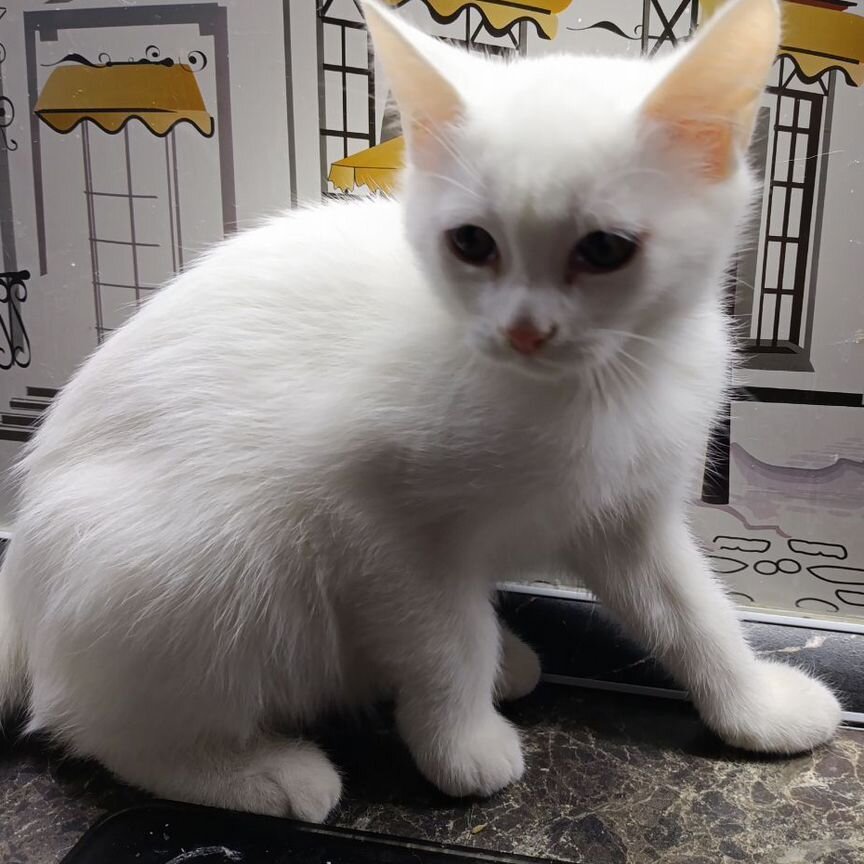 Шотландский вислоухий длинношёрстный котёнок