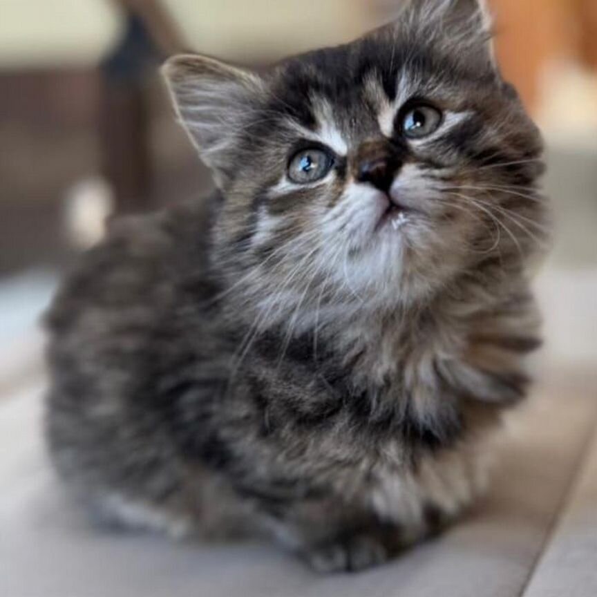 Котенок породы Норвежская лесная в дар