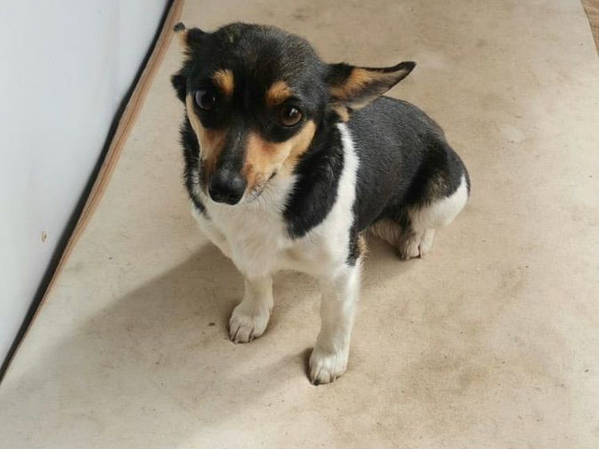 Маленькая собачка в добрые руки