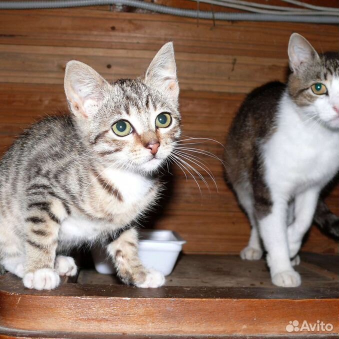 Трое очаровательных балбесят ищут добрых хозяев