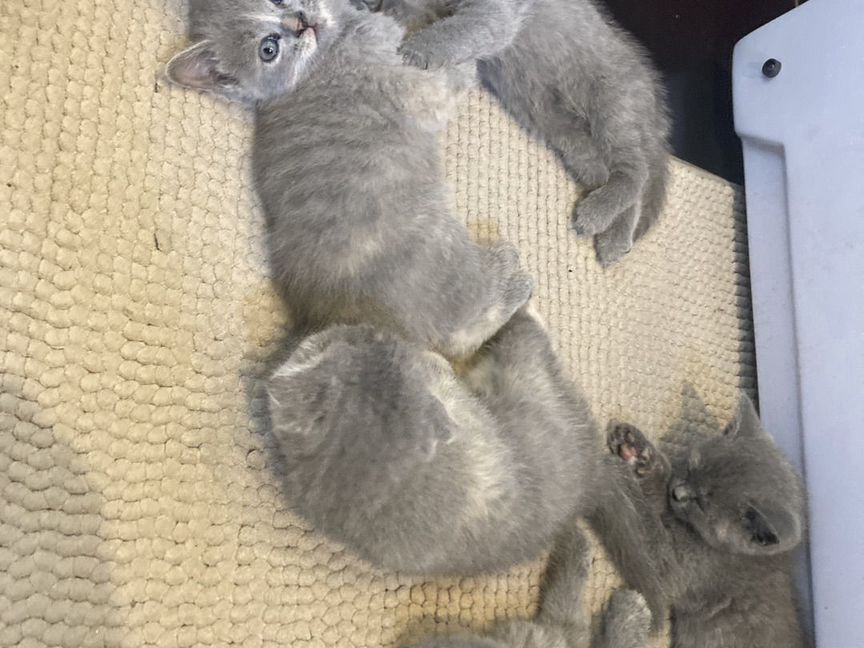 Британские котята