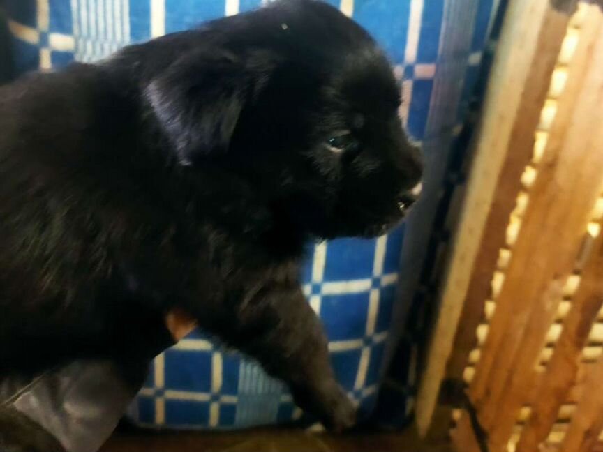 Отдам щенка лабрадора