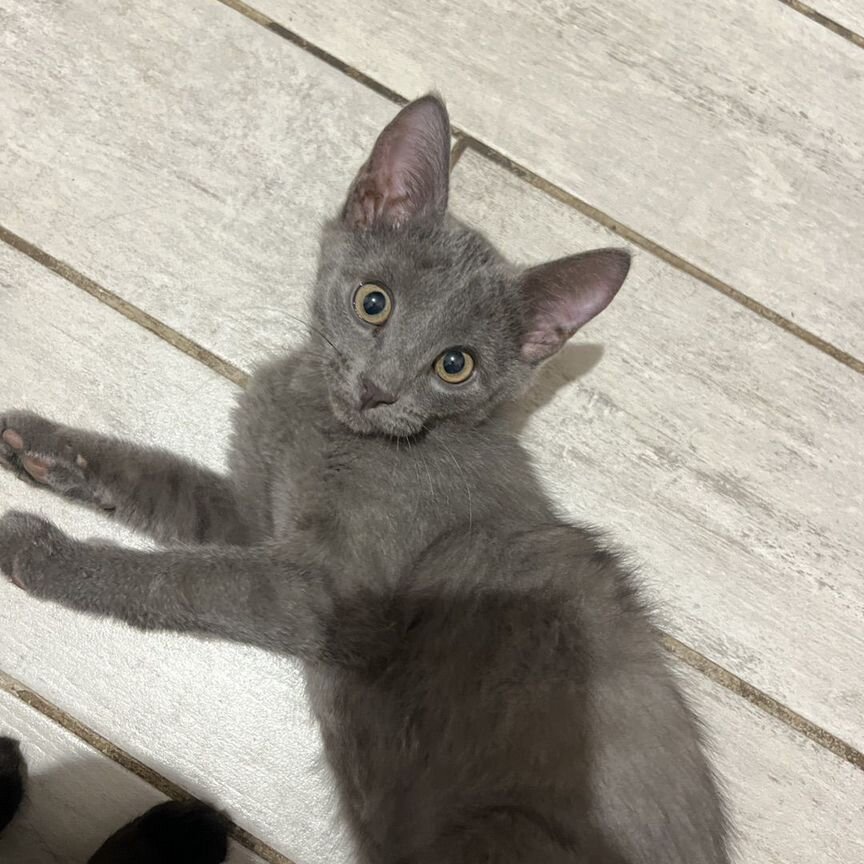 Котята в добрые руки