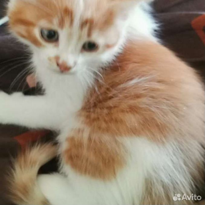 Котят отдам полтора мес пацаны