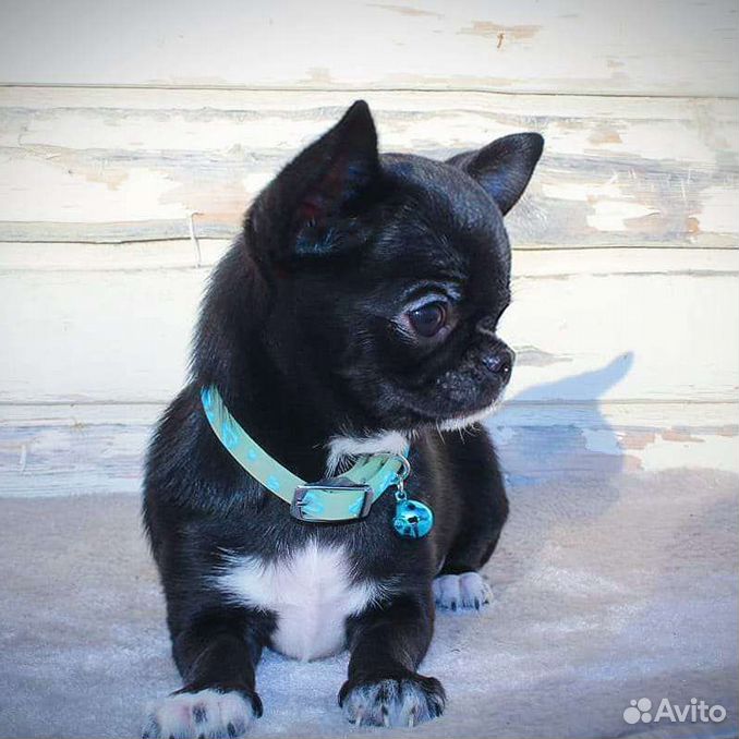 Мальчик чишка черного окраса