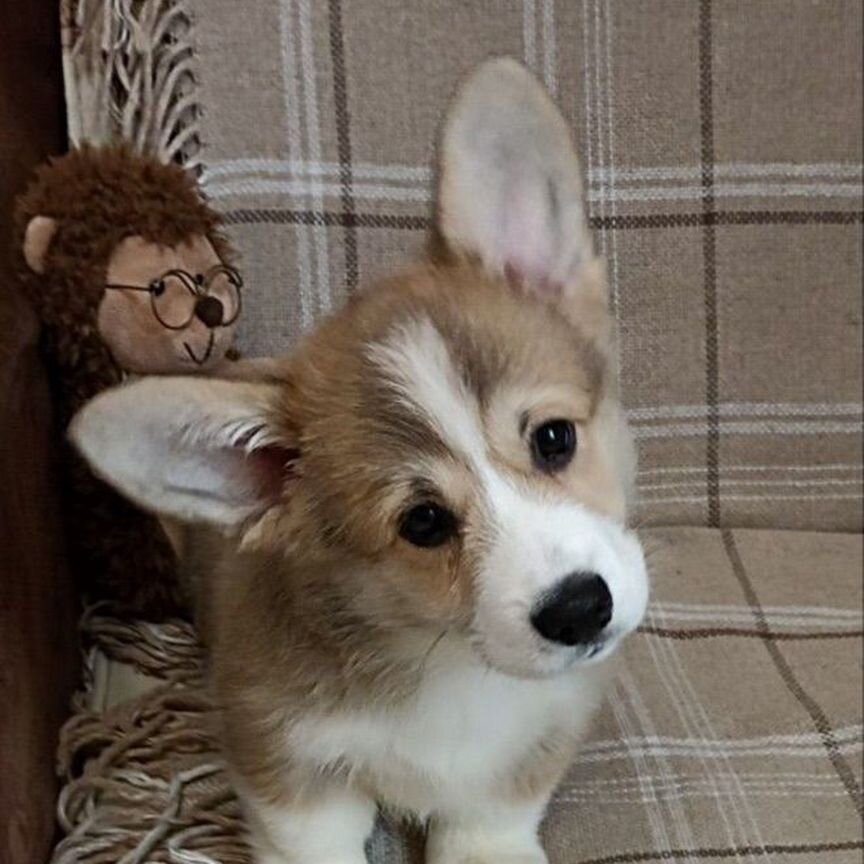 Щенок Корги