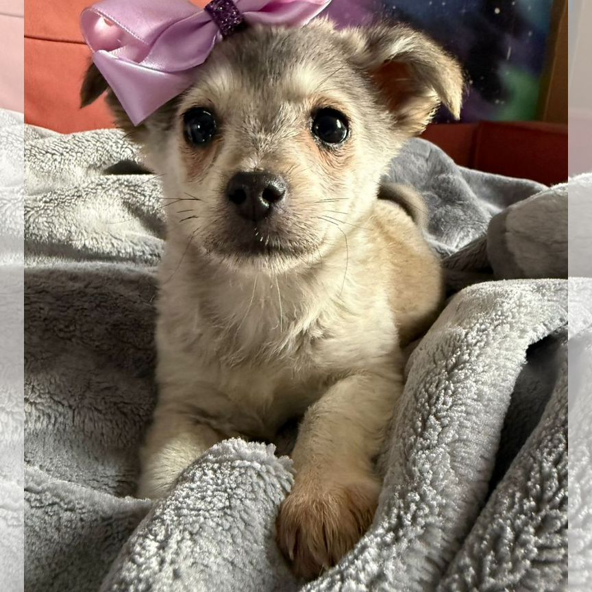 Щенок в добрые руки