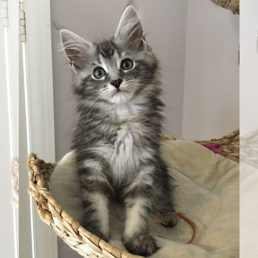 Мейн-кун котёнок