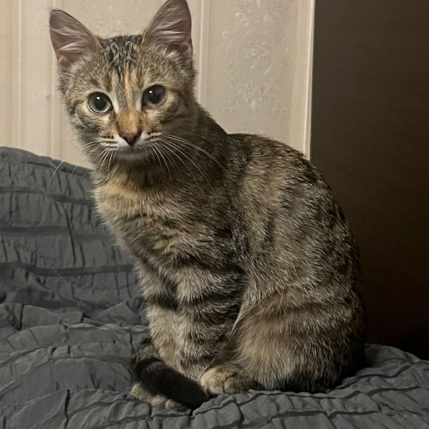Котенок девочка трехцветная