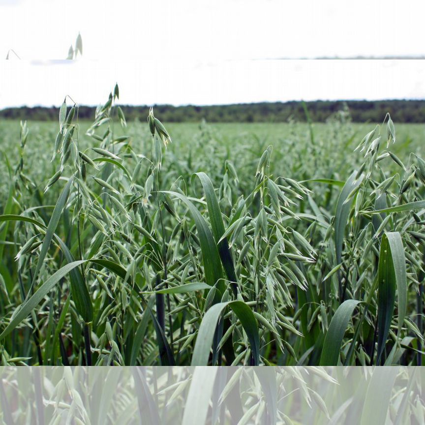 Семена овса