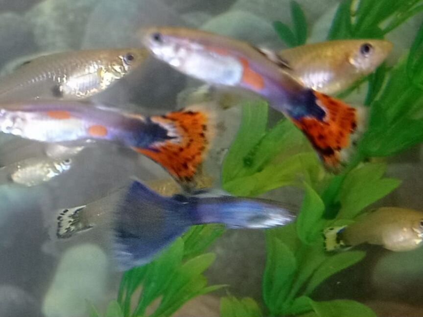 Гуппи синие,красные,кубинские меченосцы
