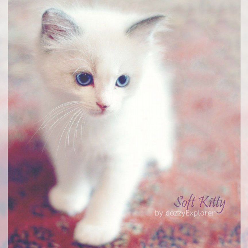 Котята в добрые руки
