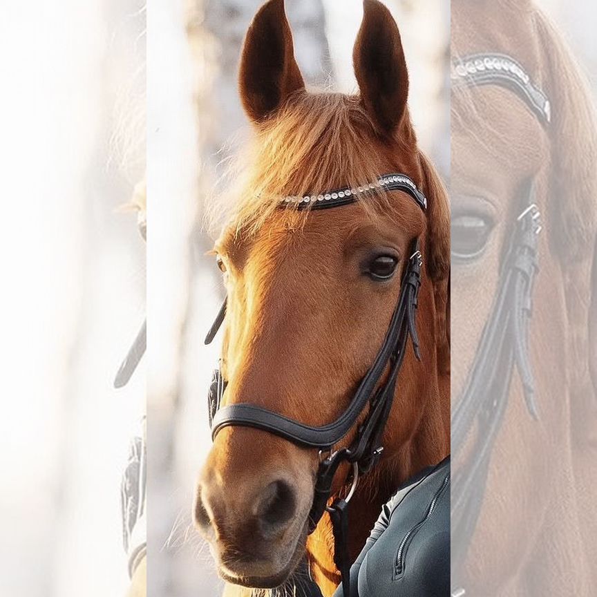 Уздечка для лошади full