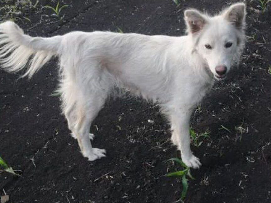 Помогите спасти Белочку