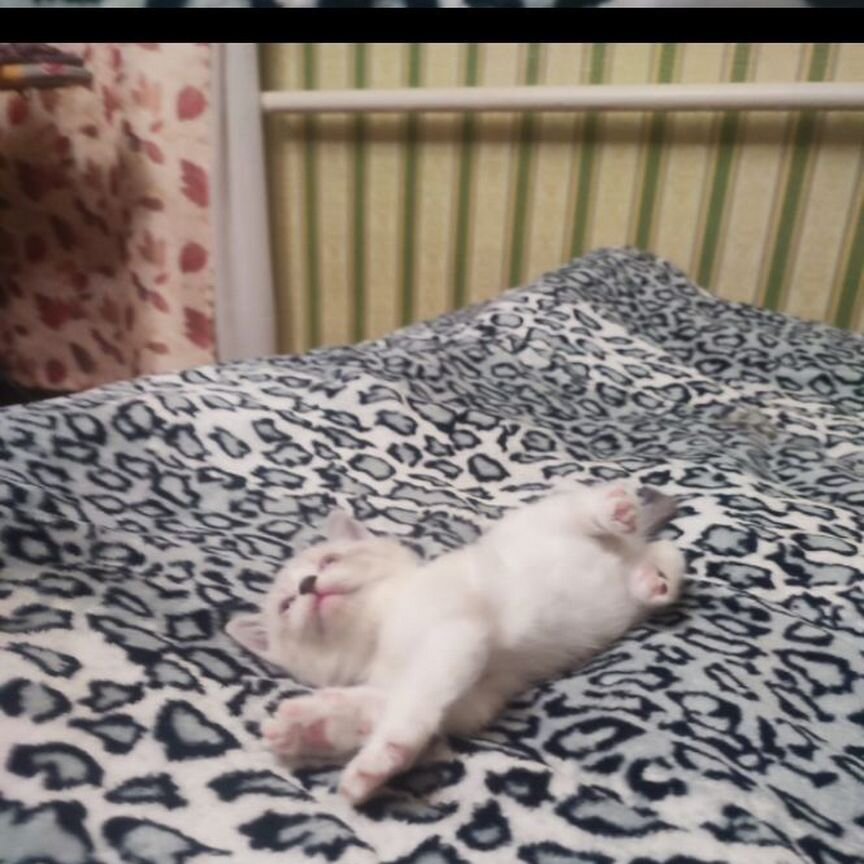 Домашние животные котята бесплатно
