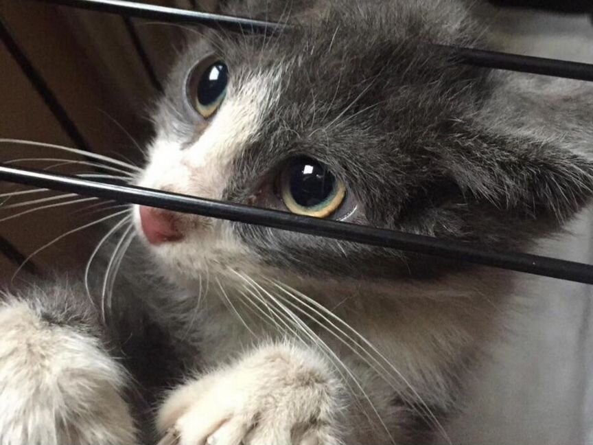 Котенок грустит в клеточке