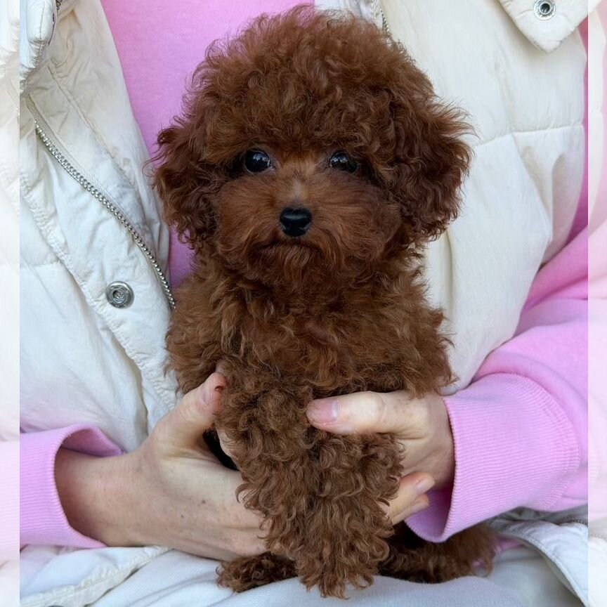 Мальтипу, щенок