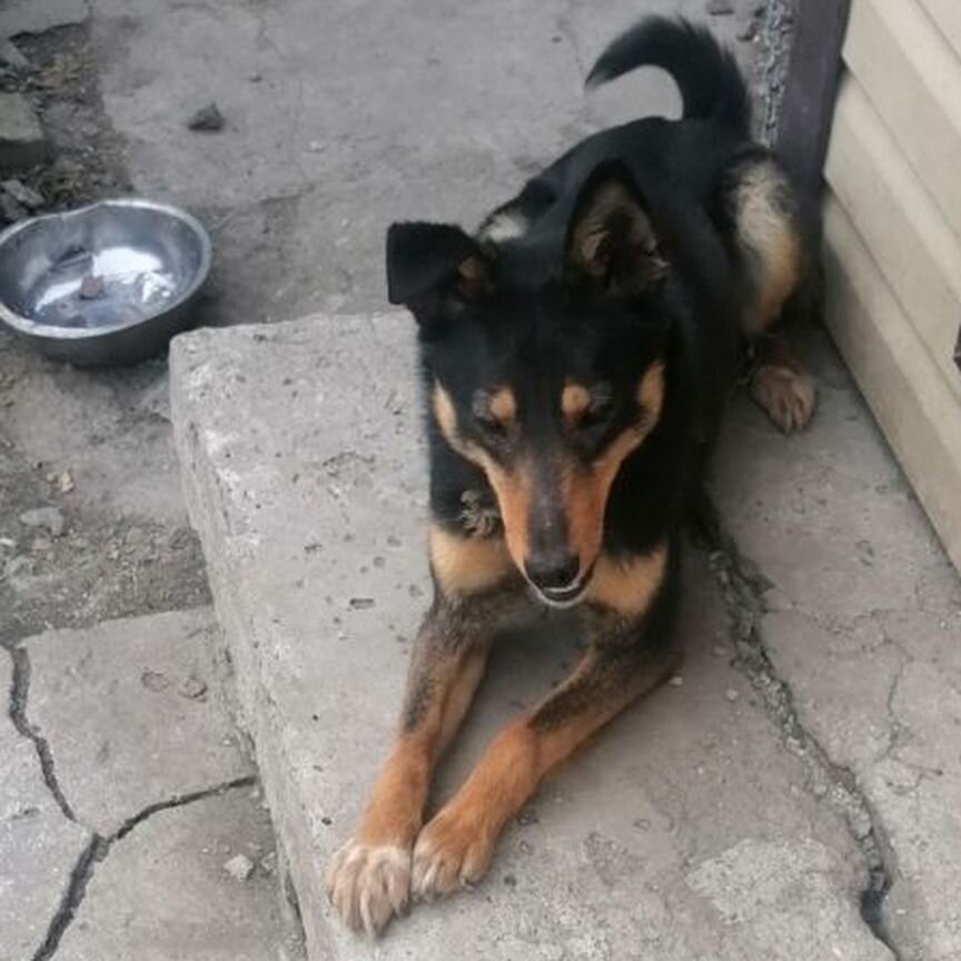 Взрослая собака в добрые руки