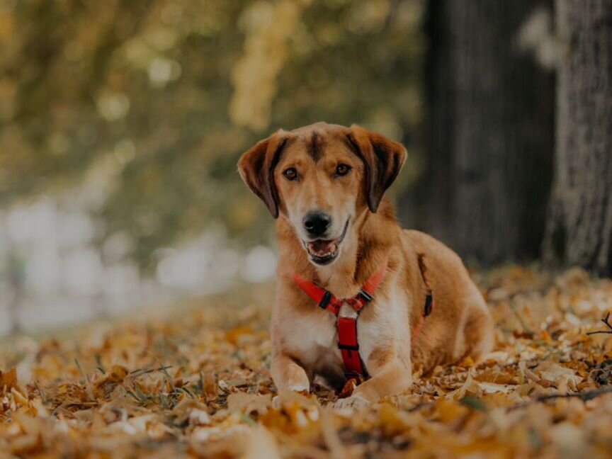 Собака в добрые руки из приюта Лавли