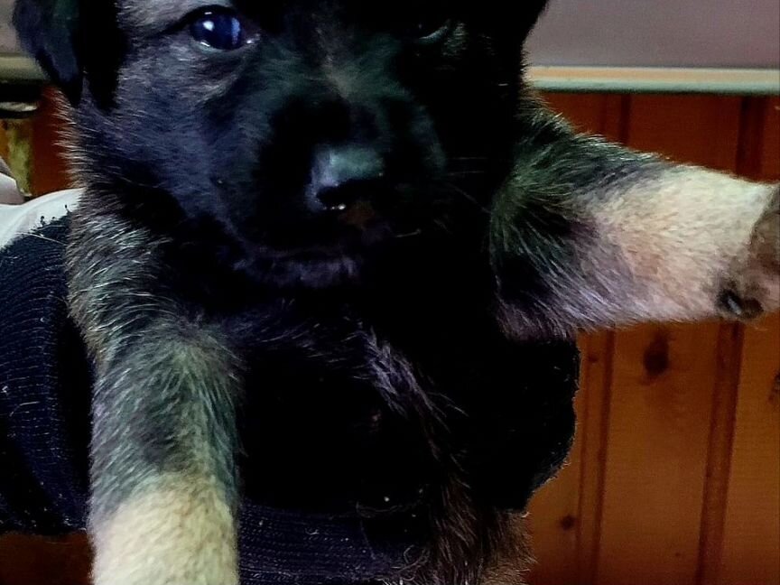 Щенки в добрые руки