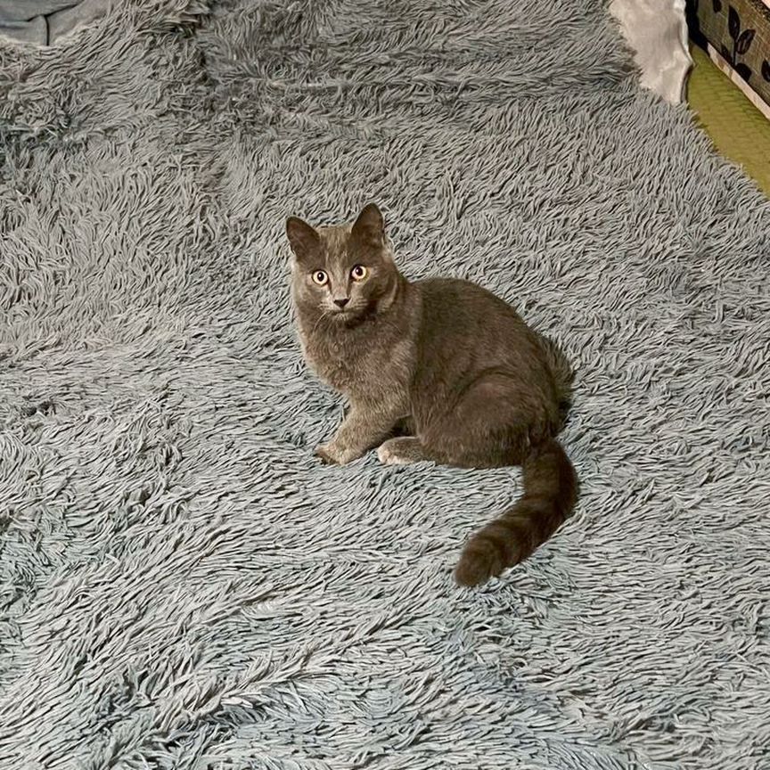 Отдам в добрые руки