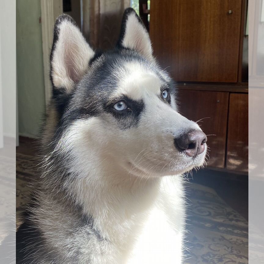 Сибирский хаски вязка