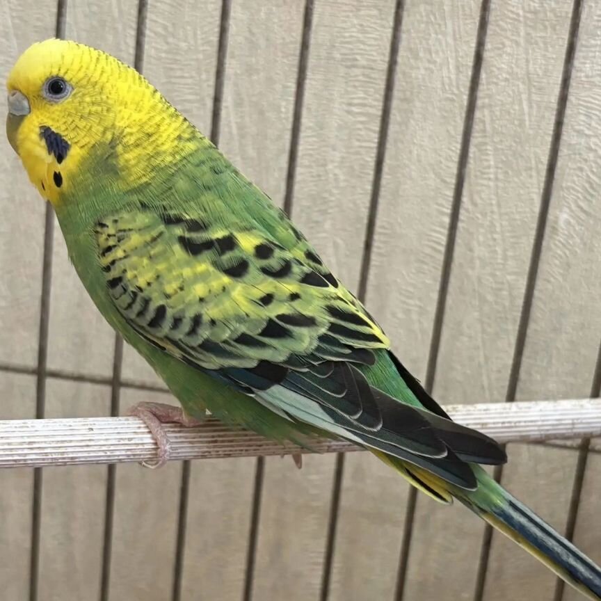 Волнистый попугай. Самка