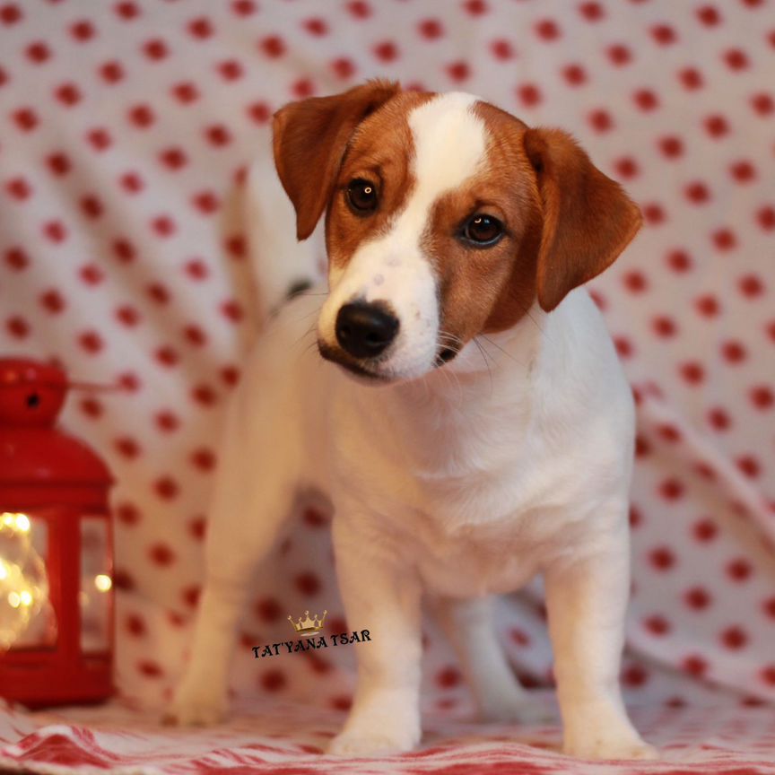 Два суперских пацана Джек рассел терьер