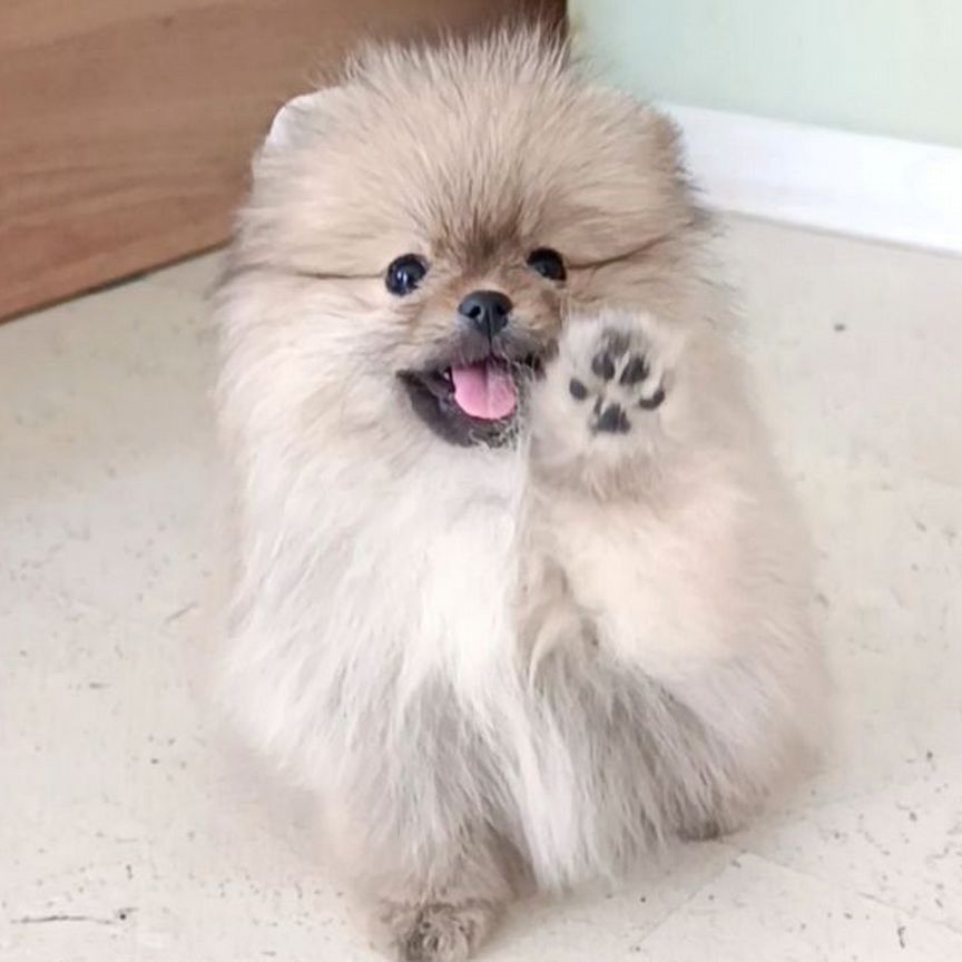 Померанский шпиц, щенок