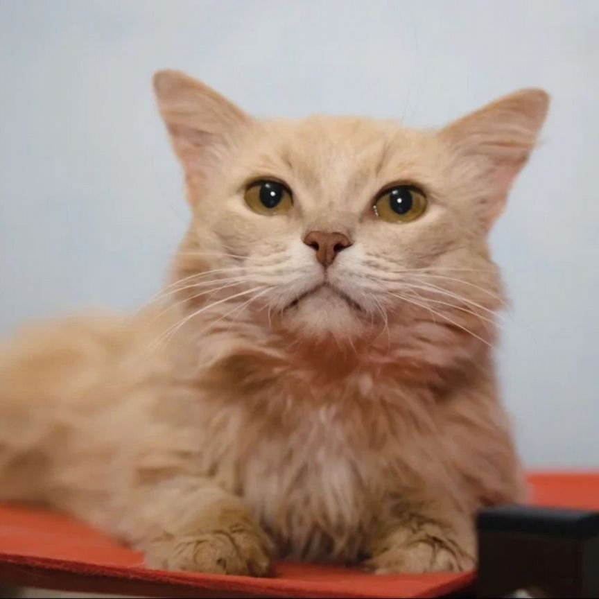 Рыжая кошечка в добрые руки