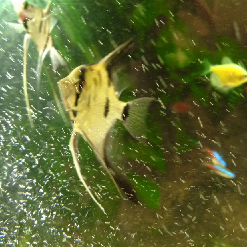 Продам скалярий