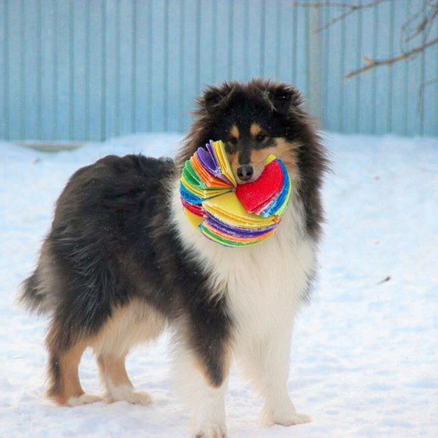 Колли дш