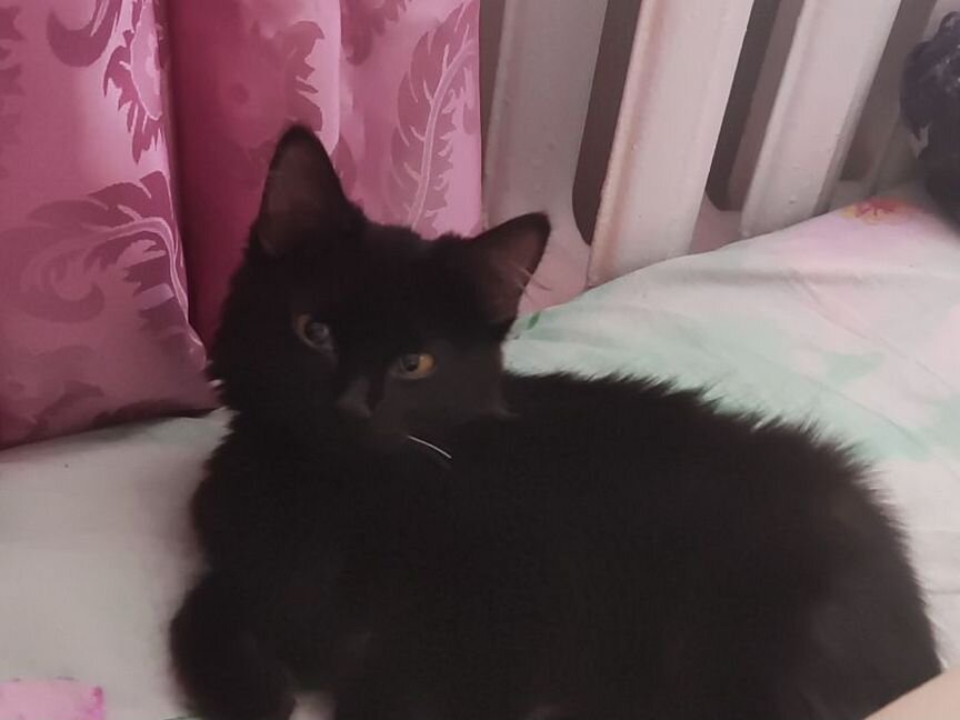 Котëнок девочка 2 месяца экстренно отдаю