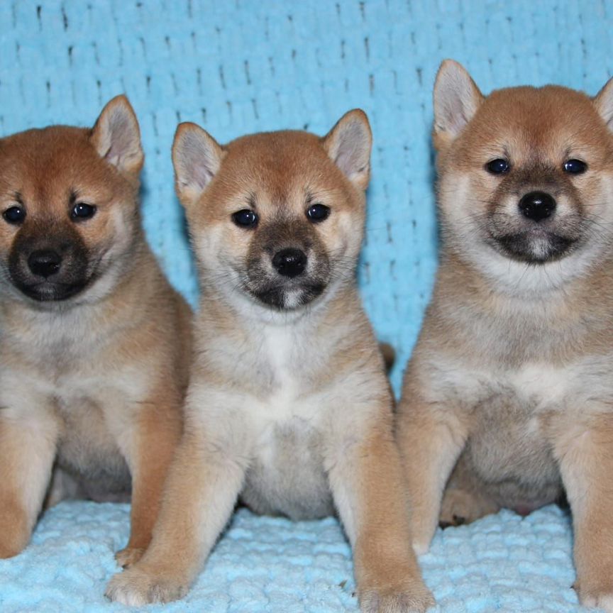 Щенки сиба ину