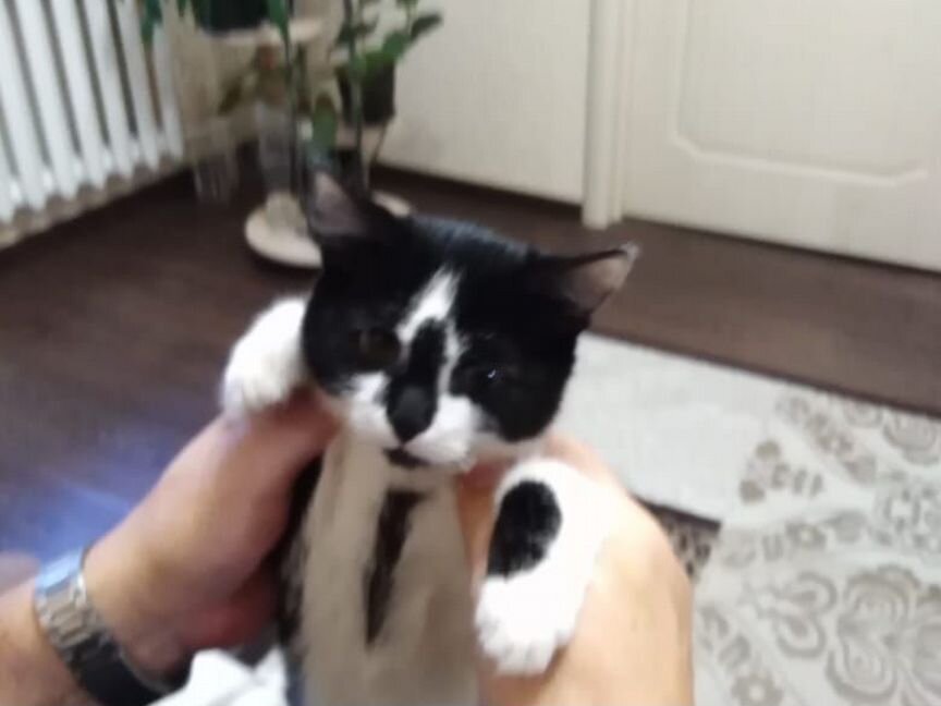 Отдам котенка необычного окраса в добрые руки