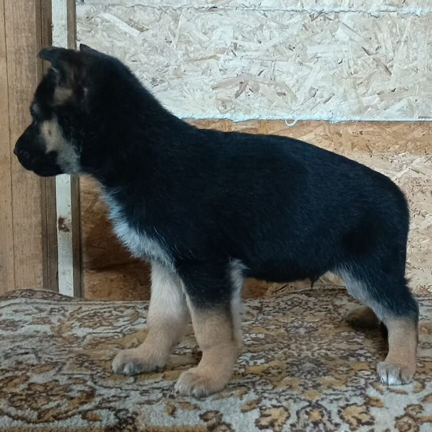 Щенки немецкой овчарки