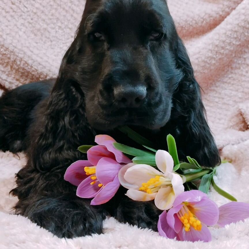 Щенок Английского кокер спаниель. С документами