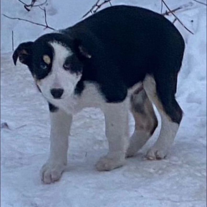 Щенок в добрые руки