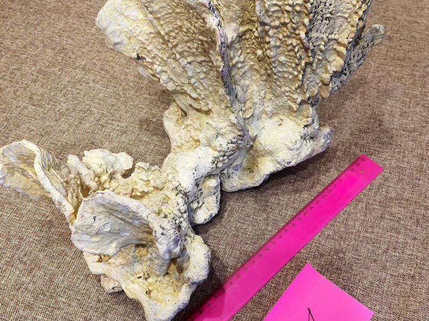 Кораллы для аквариума