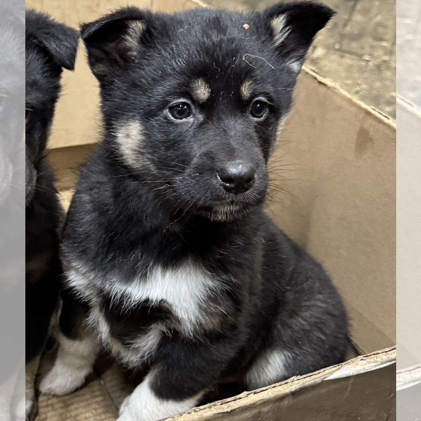 Щенок в добрые руки