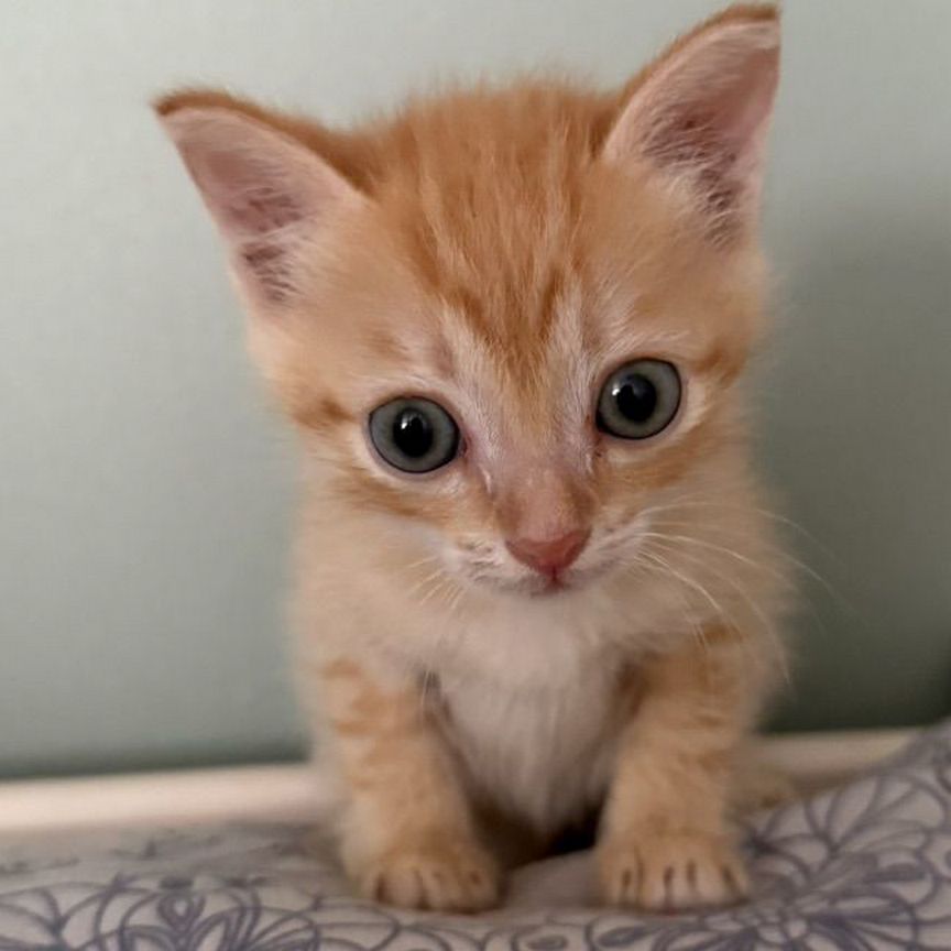 Рыжий котенок