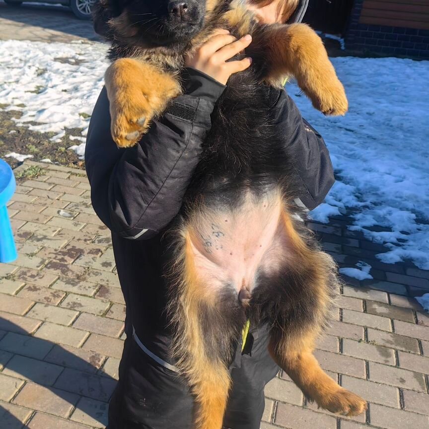 Немецкая овчарка девочка