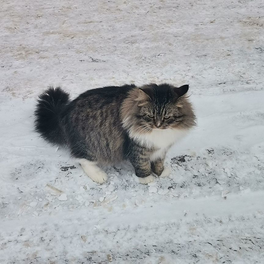 Котики бесплатно в добрые руки