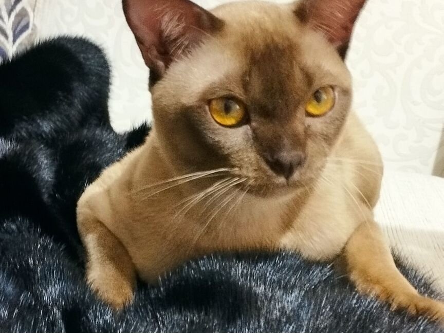 Бурманский котик