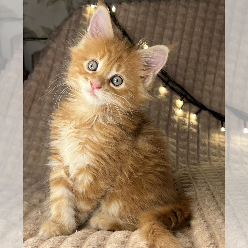 Мейн-кун котёнок