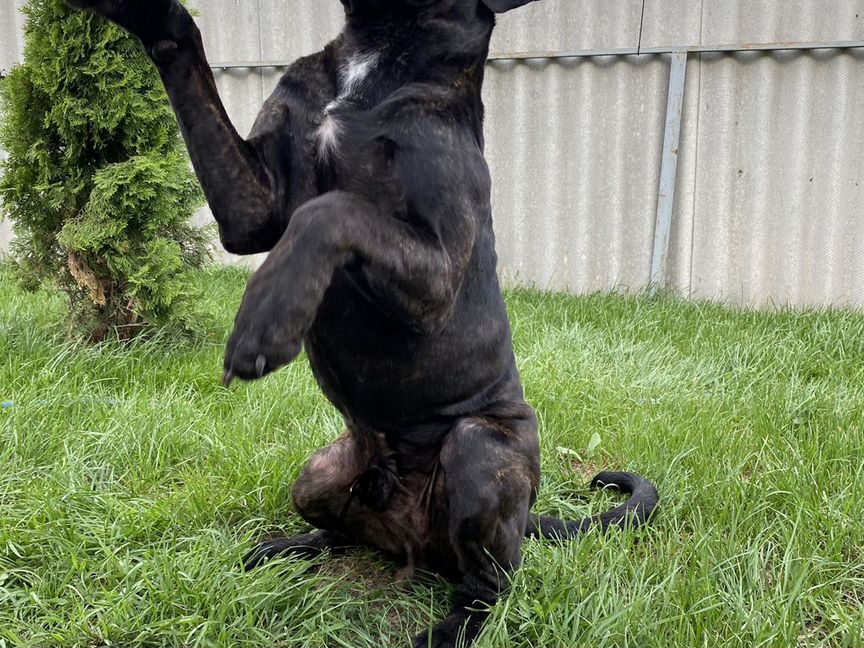 Кобель вязка кане корсо