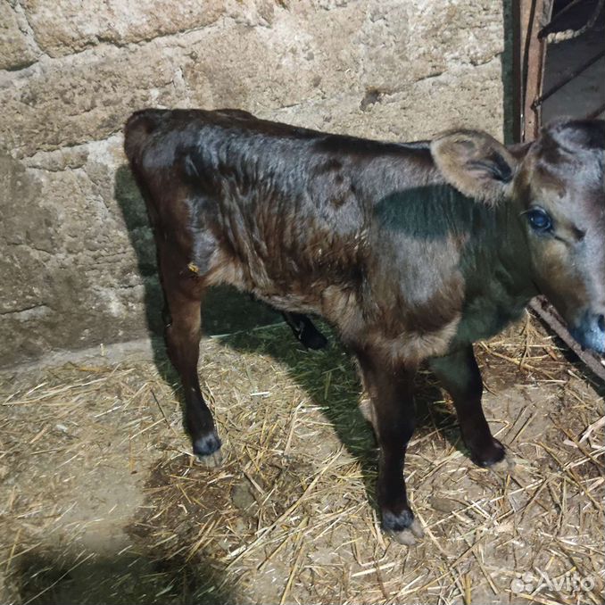 Телка молочная